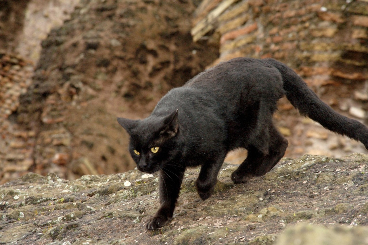 Foto Gratis Gato Animais Preto Colloseum Imagem Gratis No Pixabay Foto Gratis Gato Animais Preto Colloseum Imagem Gratis No Pixabay
