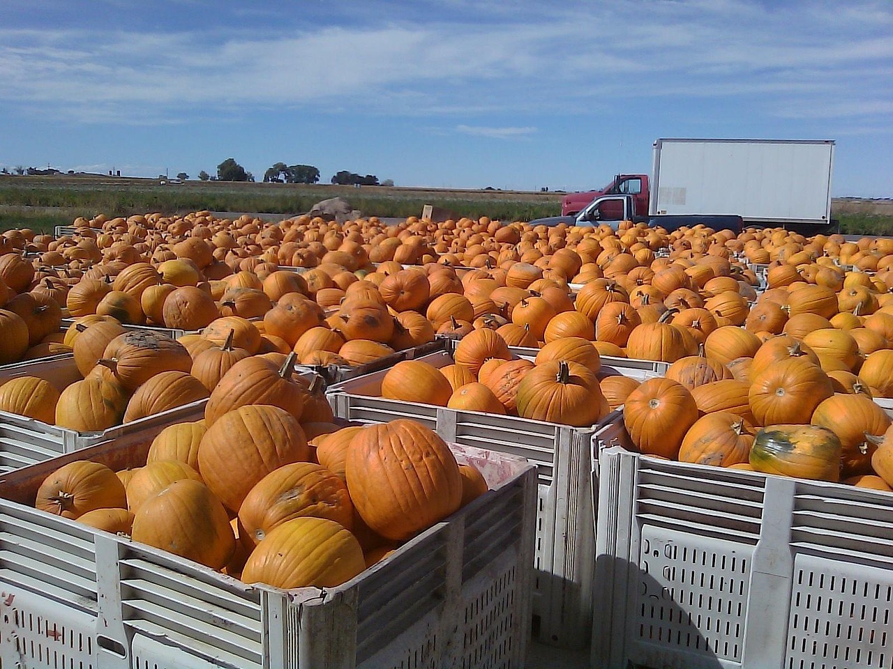 Colorado Pumpkins Fall - Free photo on Pixabay - Pixabay