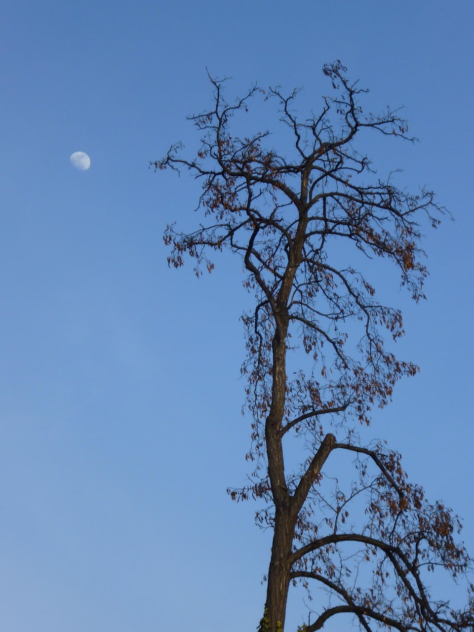 Kayu Bulan Biru - Foto gratis di Pixabay - Pixabay