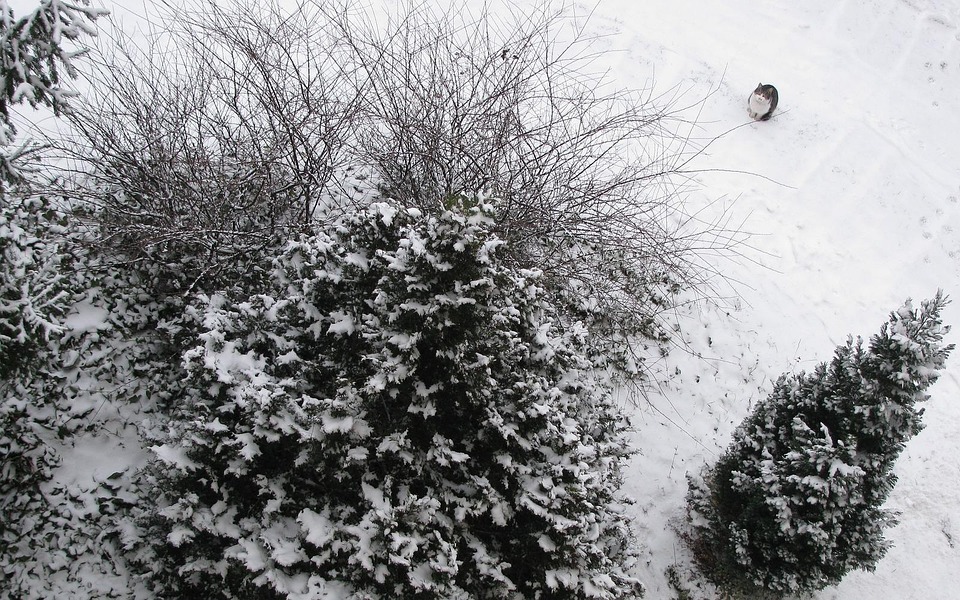 Winter Snow Trees - Free photo on Pixabay - Pixabay