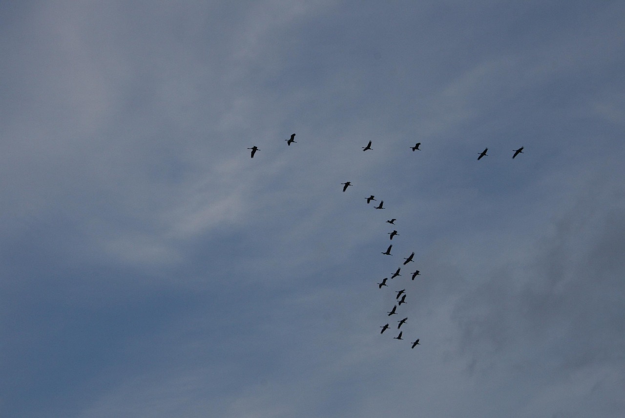 Birds Geese Flying - Free photo on Pixabay