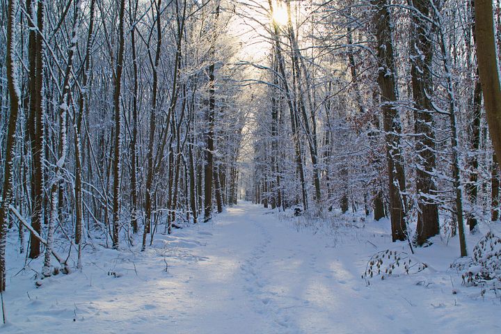 800+ kostenlose Winterwald und Winter-Bilder - Pixabay