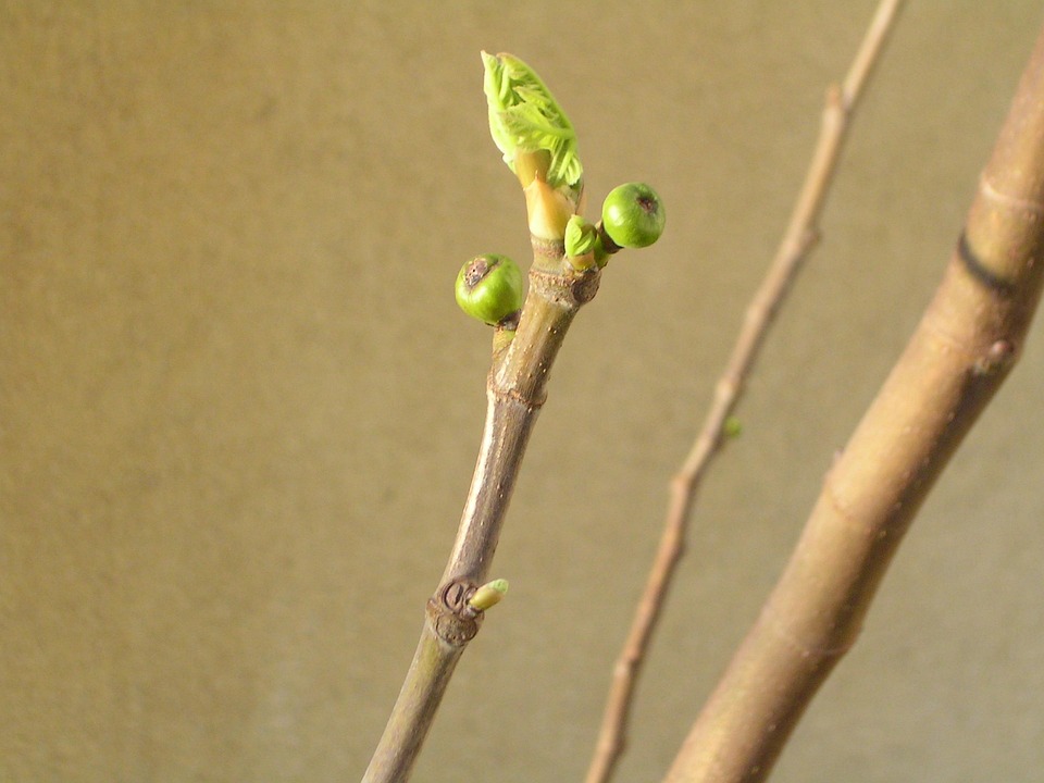 Spring Fig Tree - Free photo on Pixabay