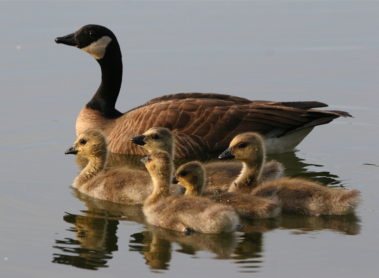 Anchorage Alaska Ducks - Free photo on Pixabay - Pixabay Anchorage Alaska Ducks - Free photo on Pixabay - Pixabay