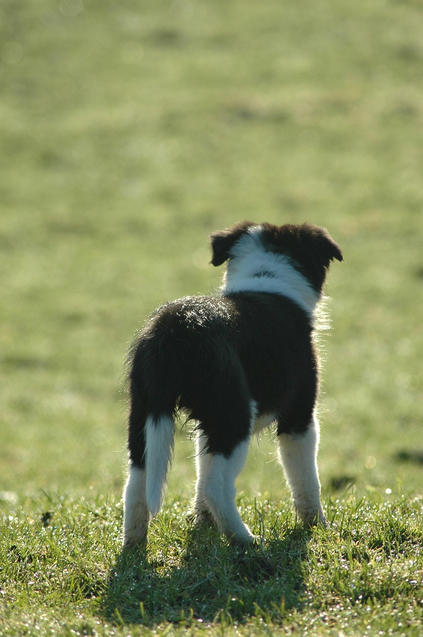 Filhote De Cachorro Border Collie - Foto gratuita no Pixabay - Pixabay