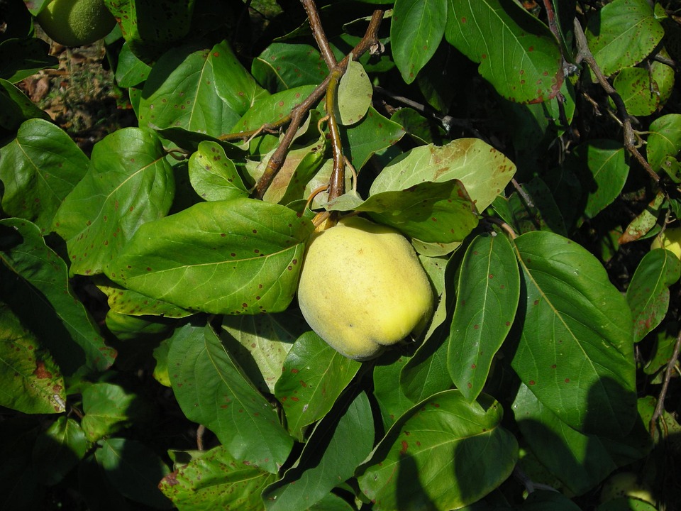 Fruta Membrillo Frutales De - Foto gratis en Pixabay - Pixabay