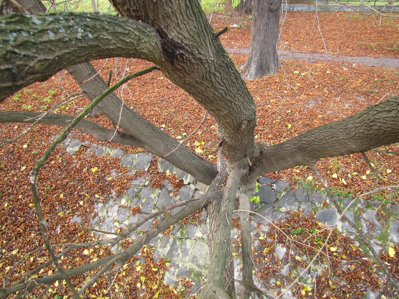 Madera Otoño Rama - Foto gratis en Pixabay - Pixabay