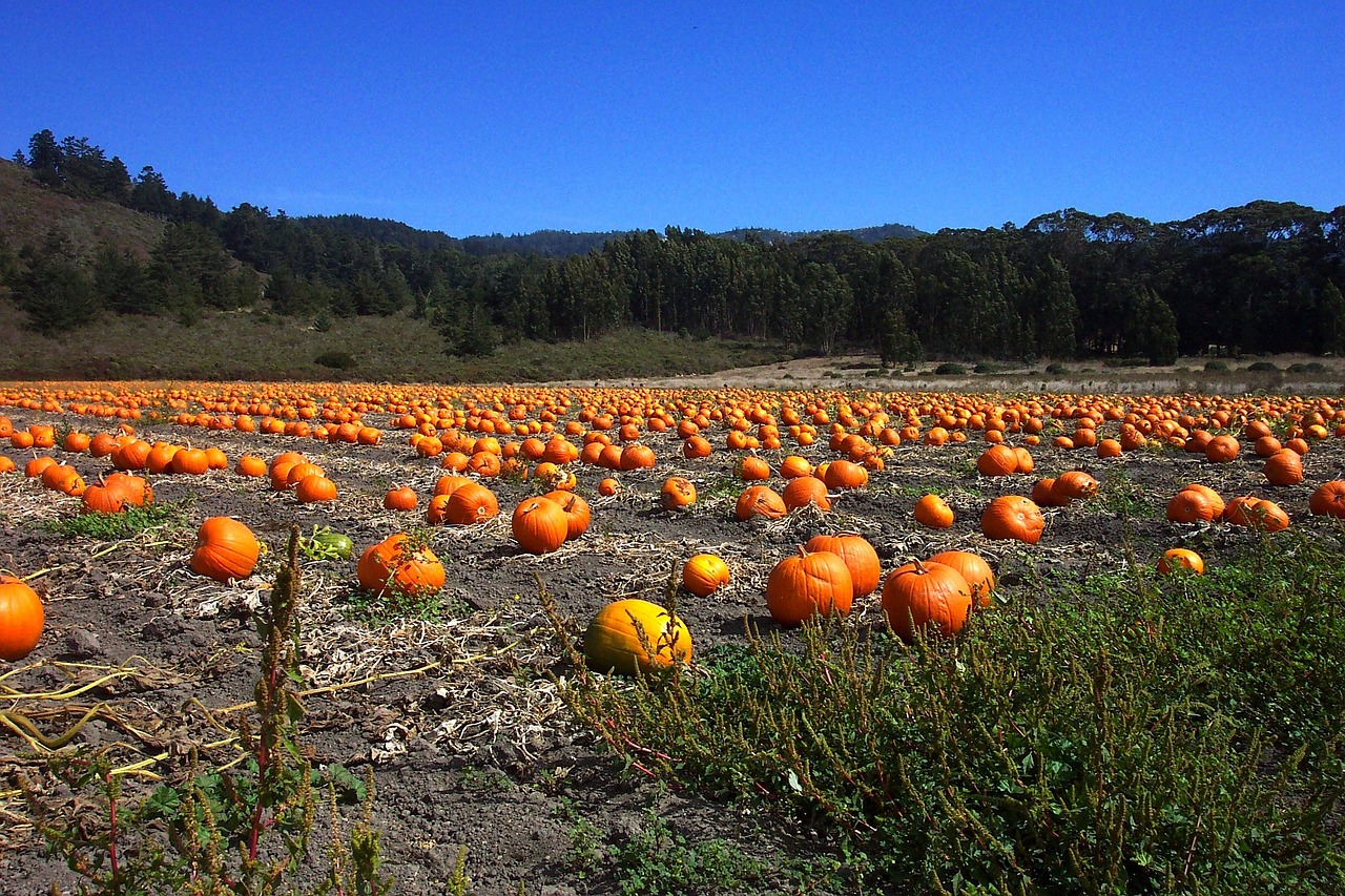 California Bosque Árboles - Foto gratis en Pixabay - Pixabay