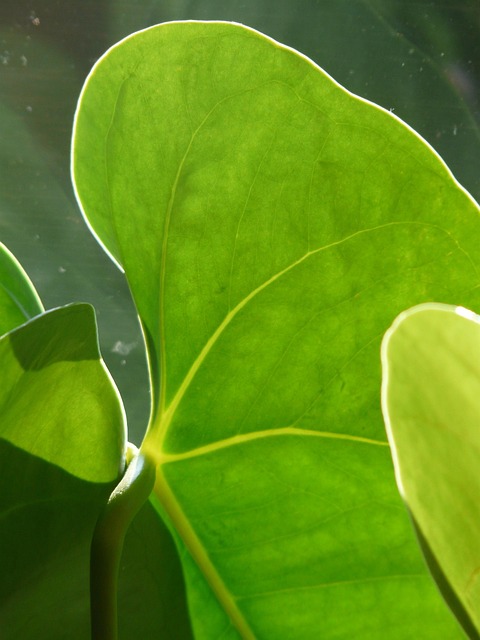 Leaf Flamingo Flower Anthurium - Free photo on Pixabay