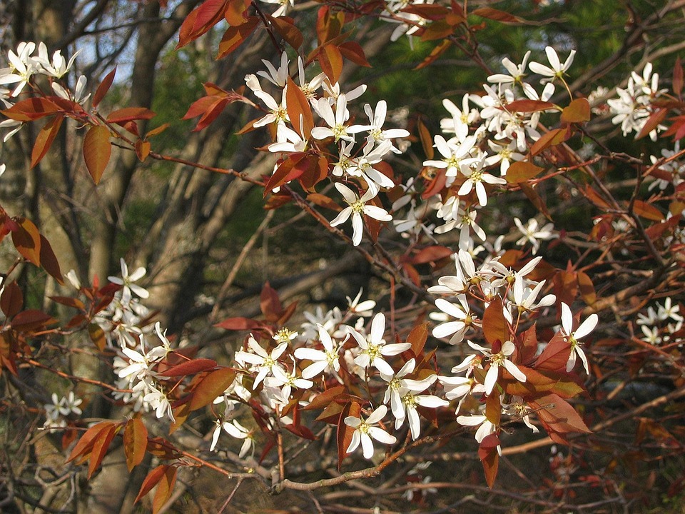 Acadia National Park Flowers Trees - Free photo on Pixabay