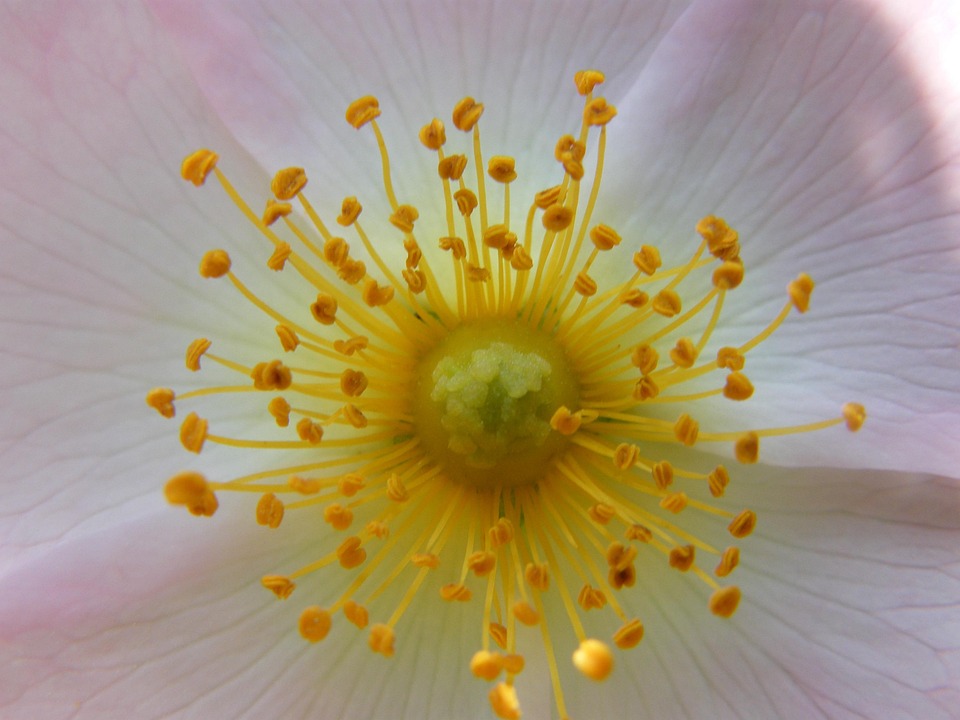 Light Blossom Bloom - Free photo on Pixabay - Pixabay