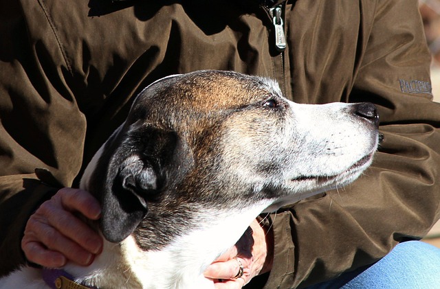 Perro Canino Perfil - Foto gratis en Pixabay - Pixabay