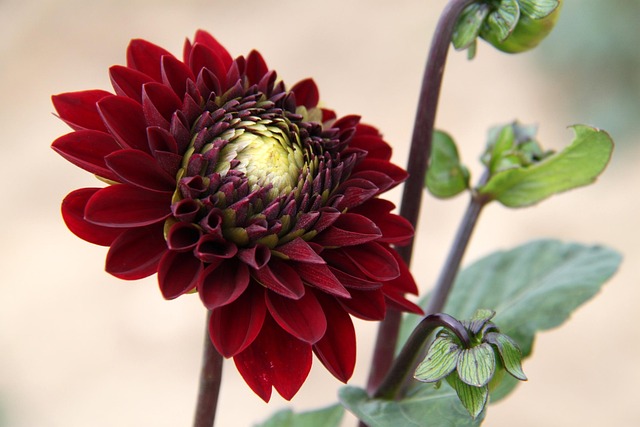 Flower Plant Nature - Free photo on Pixabay