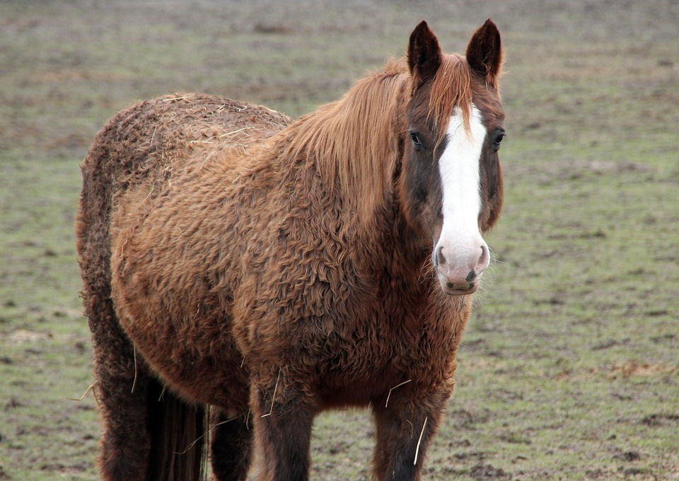 Pferd Reitsport Tier - Kostenloses Foto auf Pixabay