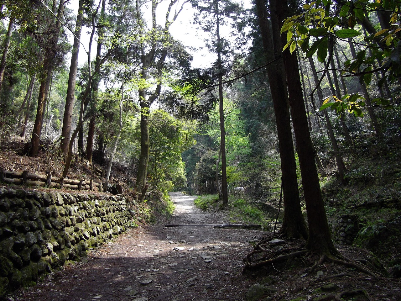 Japão Floresta Arvores - Foto gratuita no Pixabay - Pixabay