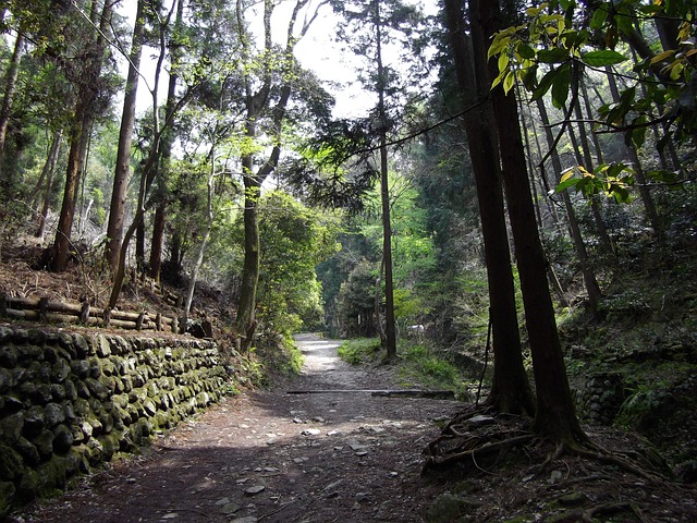 Japan Forest Trees - Free photo on Pixabay
