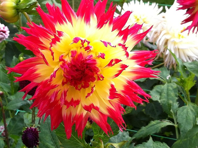 Bunga Merah Kuning - Foto gratis di Pixabay - Pixabay