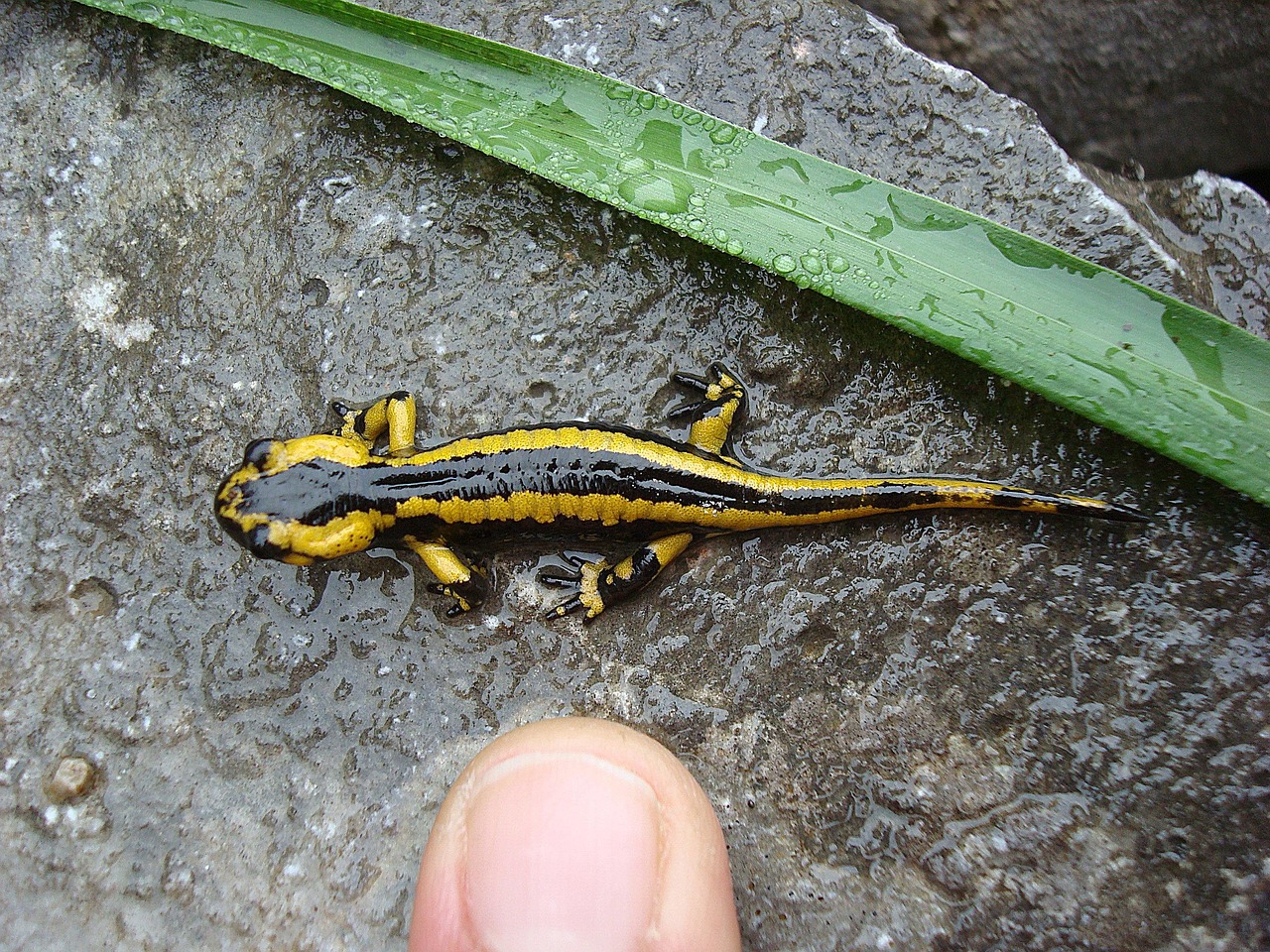 1+ Free Salamander Dad & Animal Images - Pixabay