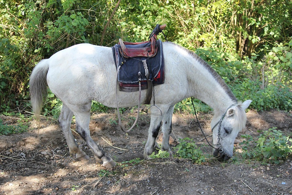 Cheval Blanc Animal Blanche - Photo gratuite sur Pixabay - Pixabay
