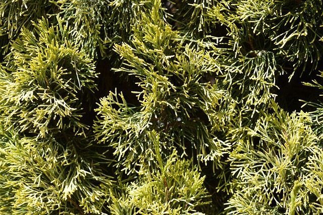 Pine Tree Foliage Nature - Free photo on Pixabay - Pixabay