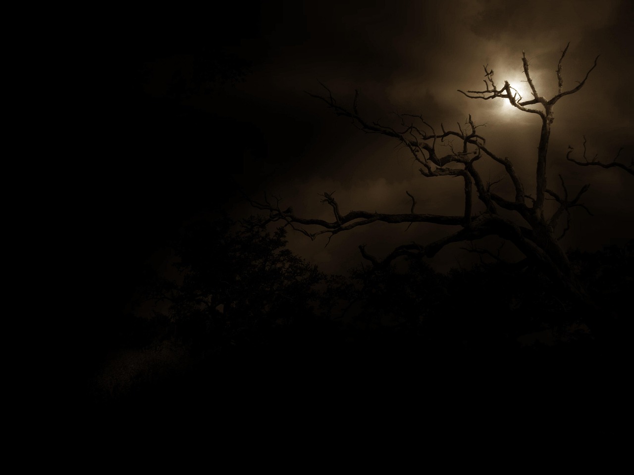 40,000+ Free Tree Outline & Tree Images - Pixabay