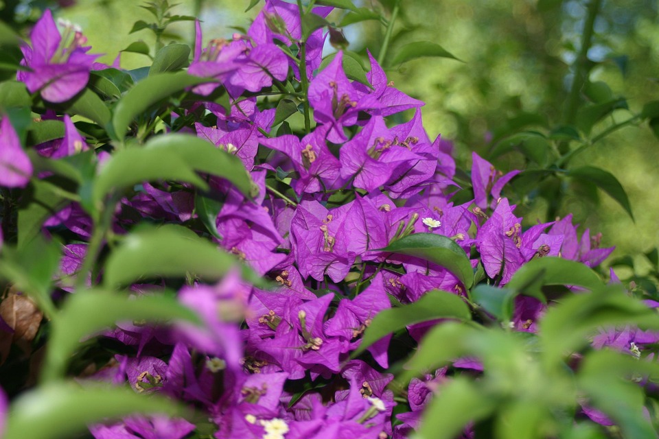 Mauve Fleur - Photo gratuite sur Pixabay - Pixabay