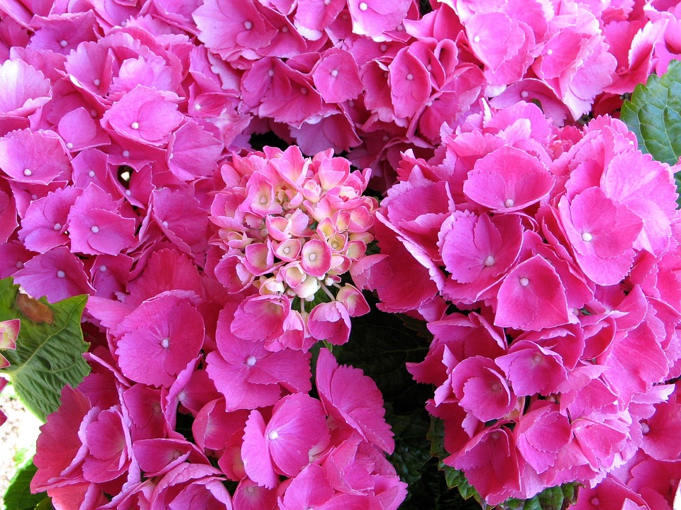Ballenstock Hortensie Rosa - Kostenloses Foto auf Pixabay - Pixabay