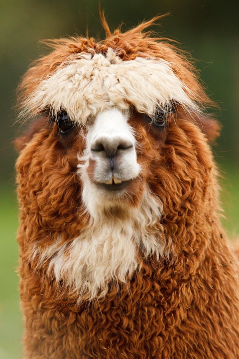 Alpaca Animal Single - Free photo on Pixabay