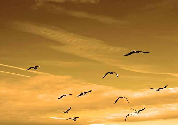 10,000+ Free Flying Bird & Bird Images