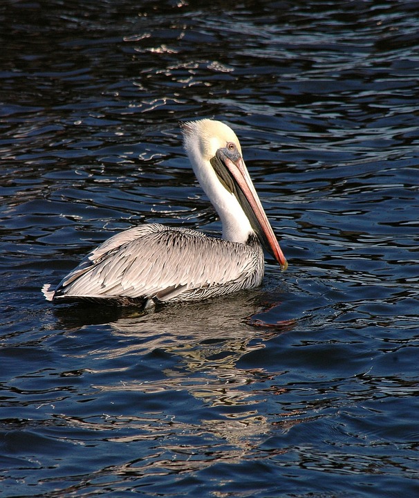 Pelican Bird White - Free photo on Pixabay - Pixabay