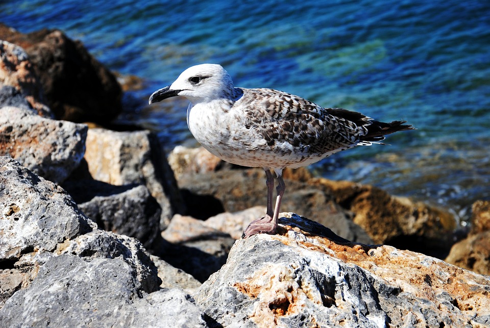 Seagull Rocks Sea - Free photo on Pixabay - Pixabay