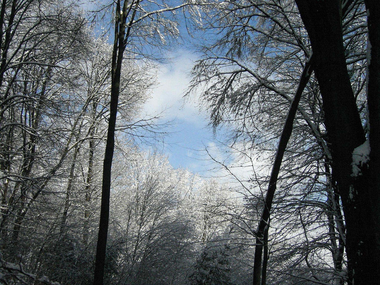 Cielo De Invierno Bosque - Foto gratis en Pixabay - Pixabay