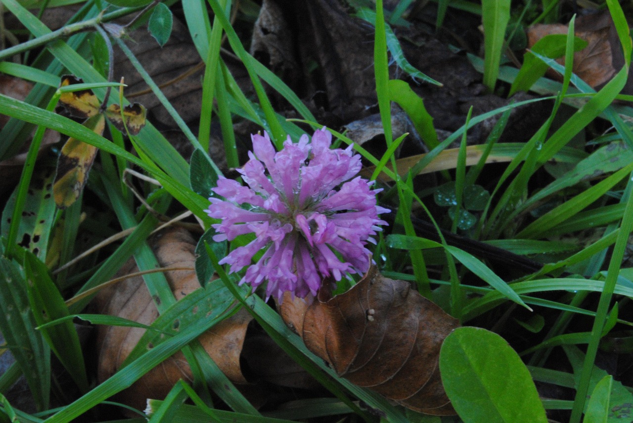 Udaberria Blume Lorea - Kostenloses Foto auf Pixabay - Pixabay