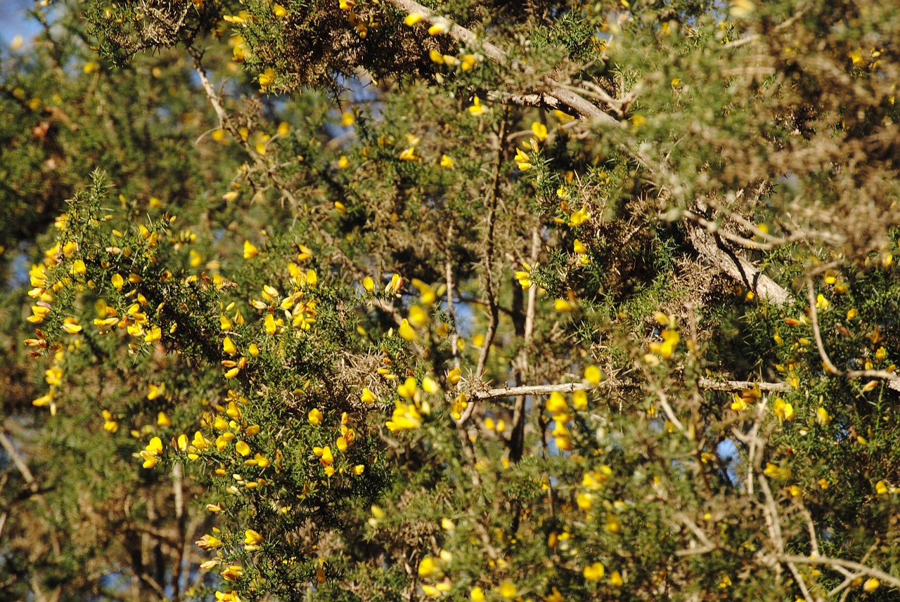 Espinheiro Alvar Flor Amarelo - Foto gratuita no Pixabay - Pixabay