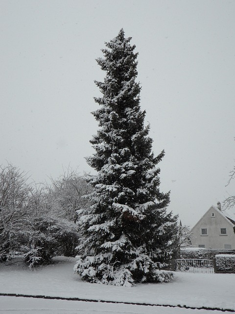 Snowy Fir Tree High - Free photo on Pixabay