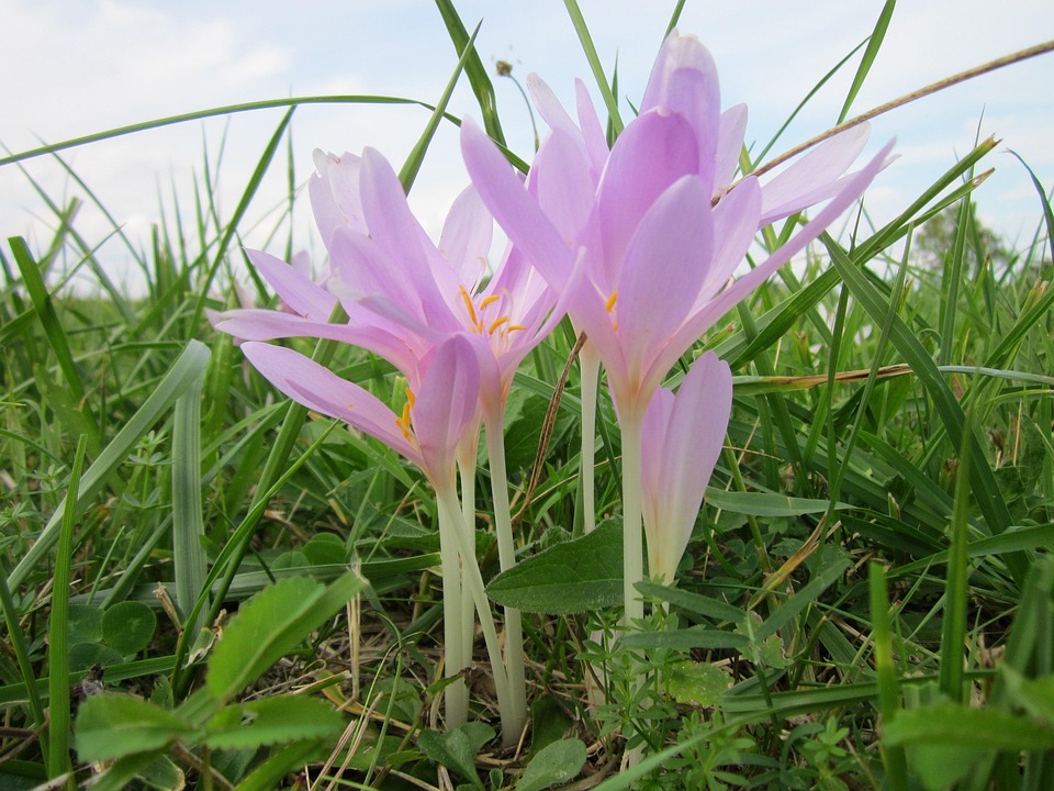Colchicum Autumnale Plant Plants - Free photo on Pixabay - Pixabay