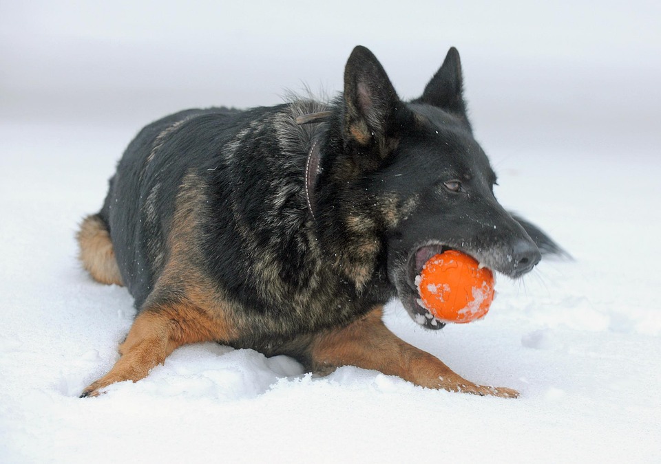 Dog Canine Winter - Free photo on Pixabay
