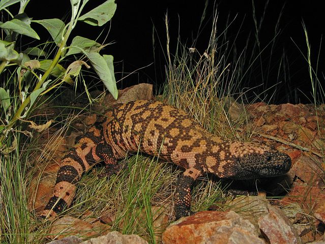 7+ Free Gila Monster & Gila Images - Pixabay