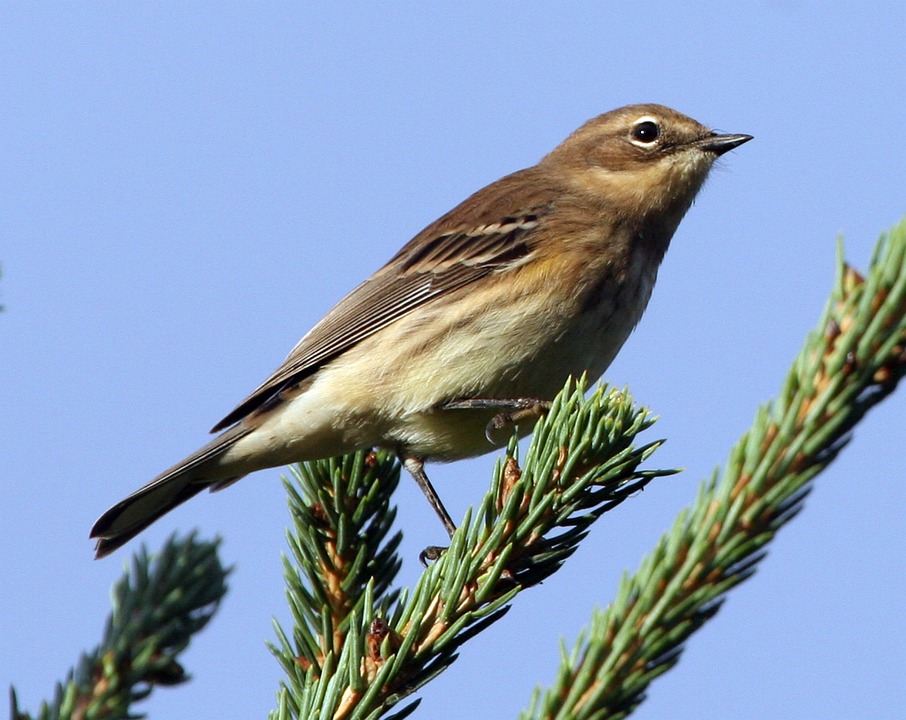 Songbirds
