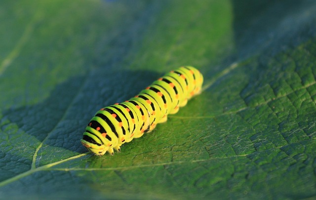 Oruga Verde Hoja - Foto gratis en Pixabay