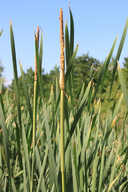Bulrushes Green Invasive - Free photo on Pixabay