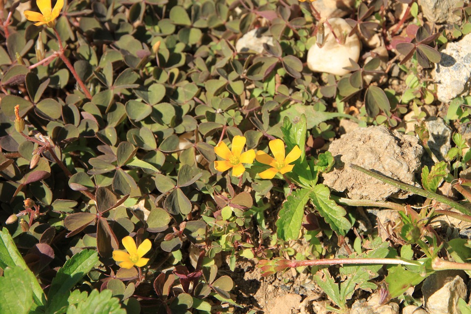 Trifoi Flori Oxalis Pes - Fotografie gratuită pe Pixabay