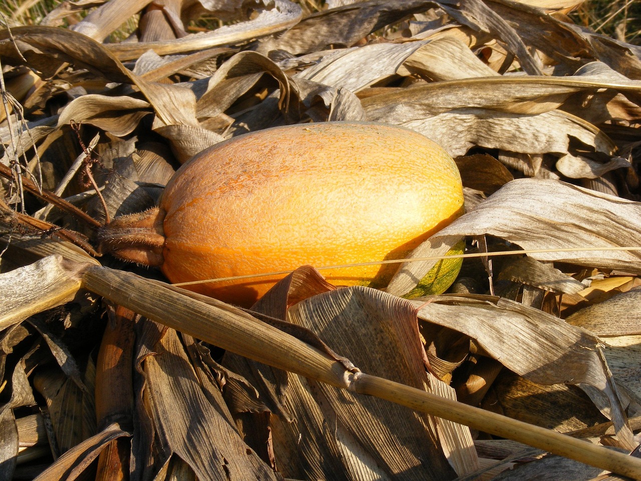 80+ Free Corn Stalks & Nature Images - Pixabay