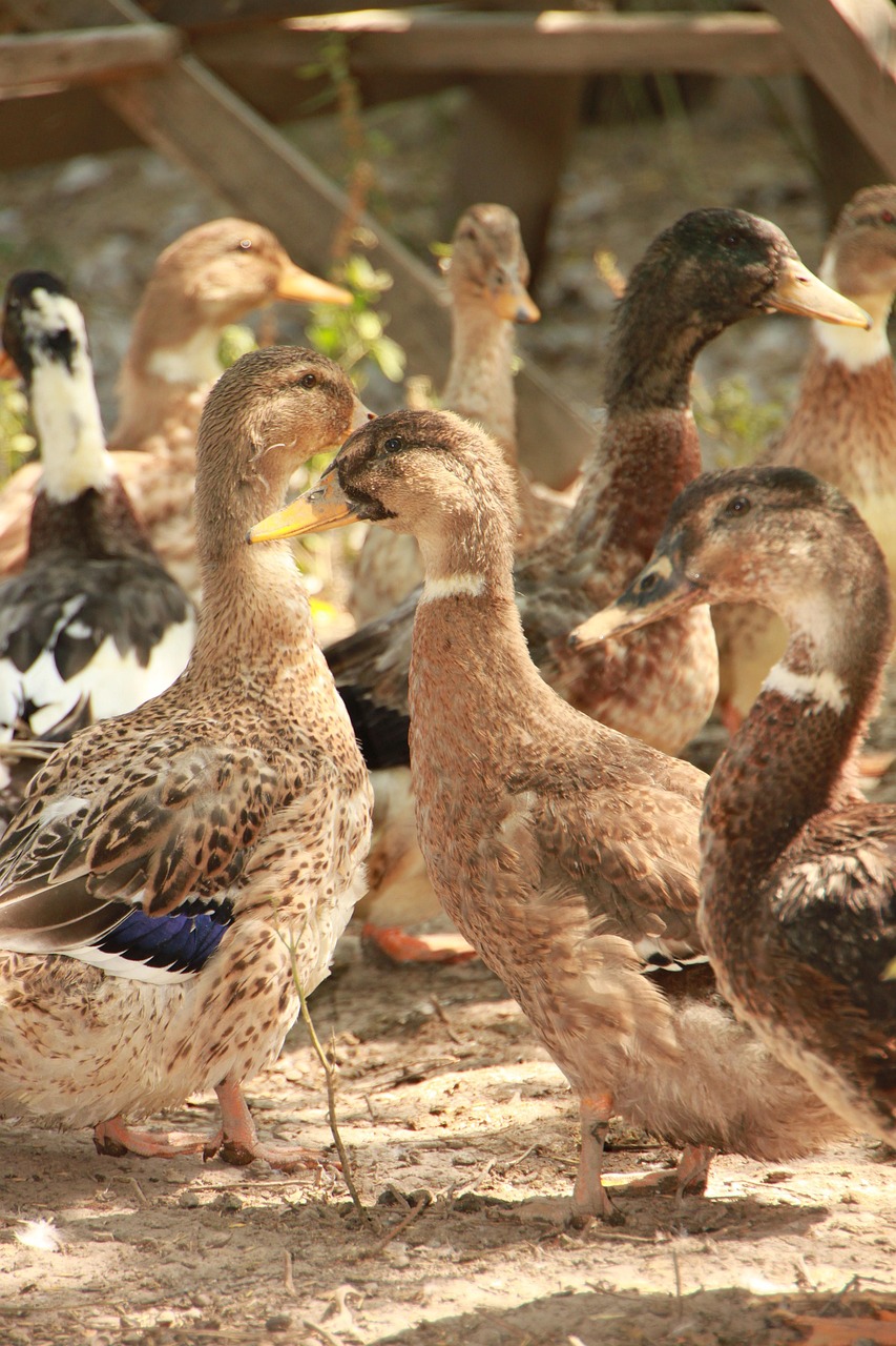 País Patos Eco - Foto gratis en Pixabay - Pixabay