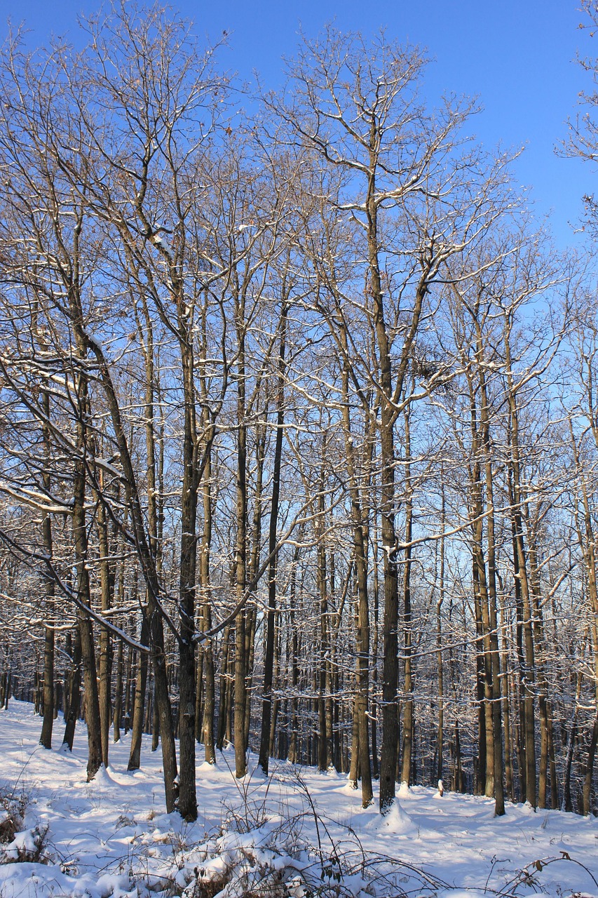 Blue Cold Forest - Free photo on Pixabay - Pixabay