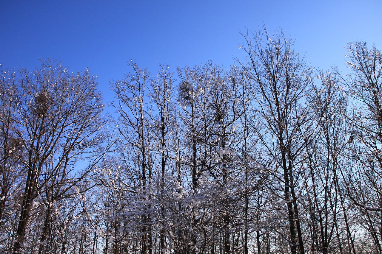 Blue Cold Forest - Free photo on Pixabay