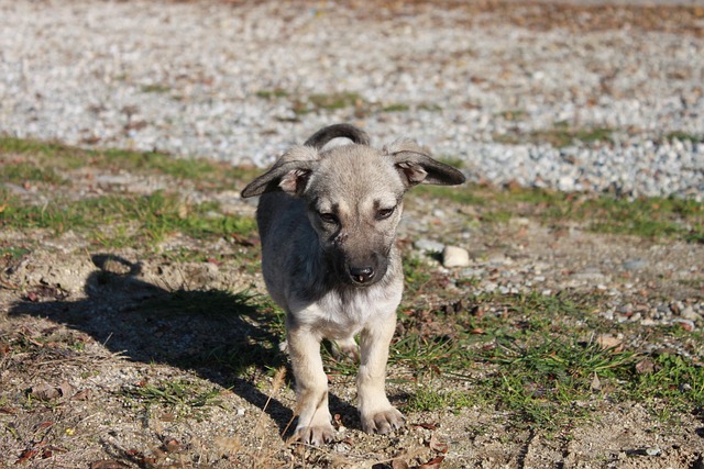 Cachorros Pouco Filhotes - Foto gratuita no Pixabay - Pixabay