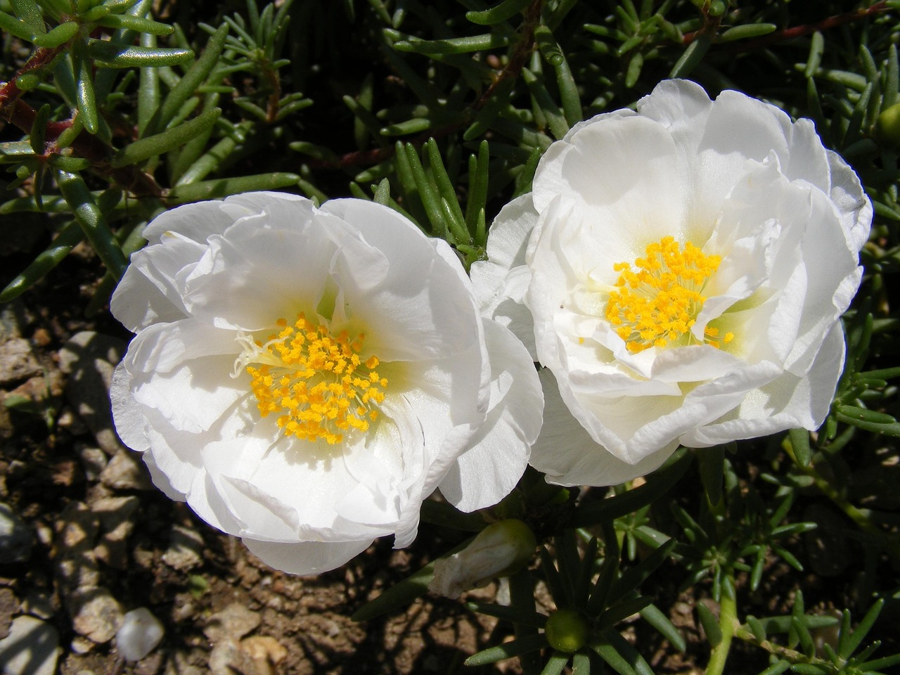 Flowers Garden Grandiflora - Free photo on Pixabay