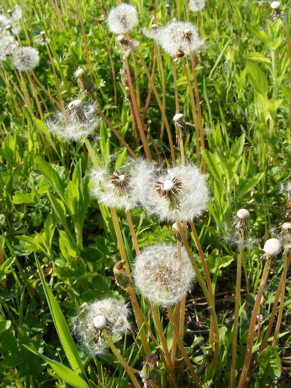 Blow Dandelion Flowers Free Photo On Pixabay Pixabay Blow Dandelion Flowers Free Photo On Pixabay Pixabay