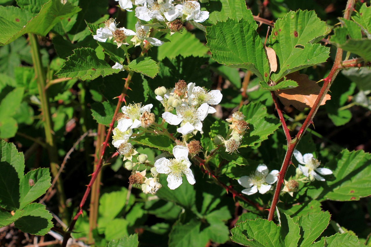 Blackberry Flowers Rosaceae - Free photo on Pixabay - Pixabay
